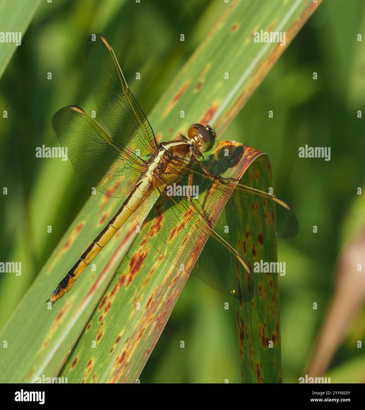 Needham's Skimmer (Libellula needhami Stock Photo - Alamy