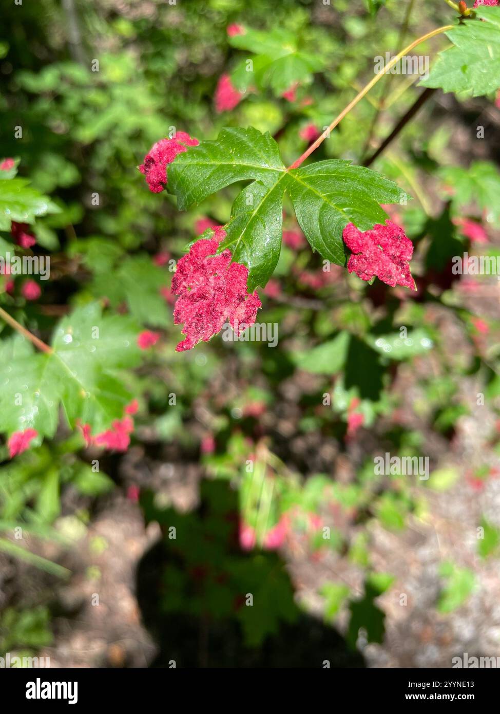 Rocky Mountain Maple Felt Mite (Aceria calaceris Stock Photo - Alamy