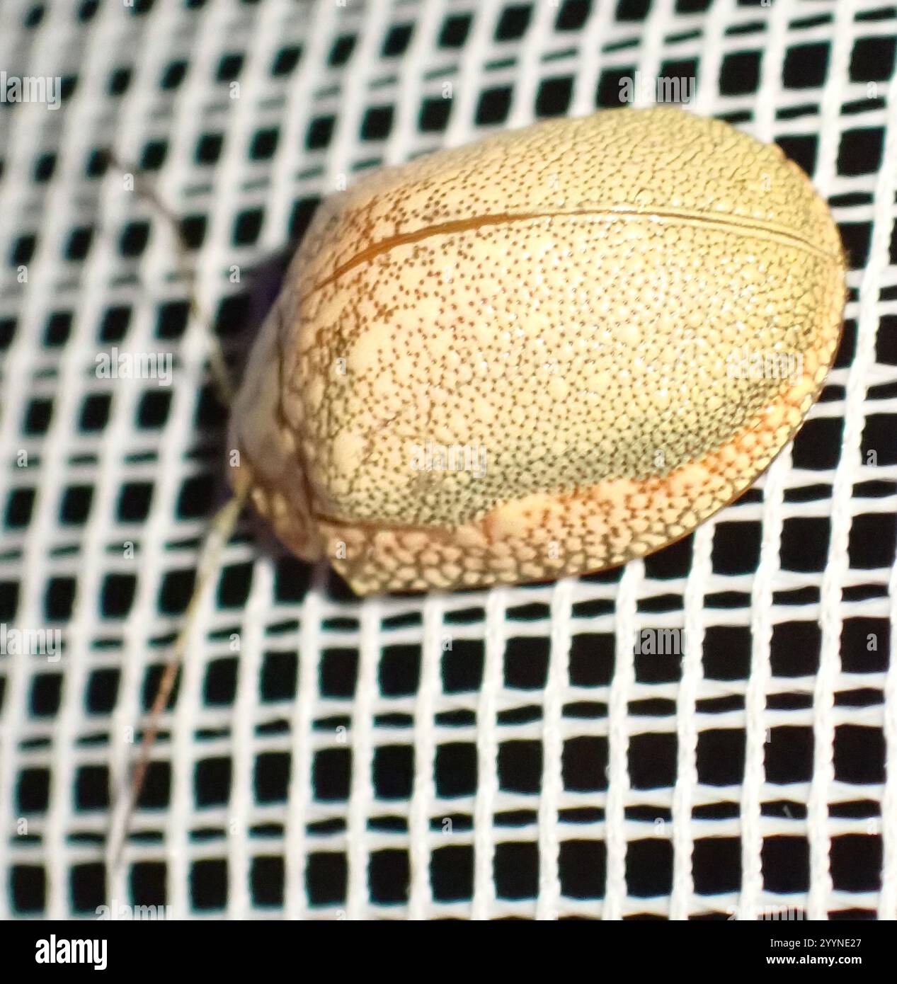 Paropsis hi-res stock photography and images - Alamy