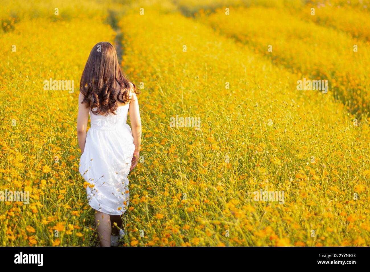 Asian woman walks alone in rice field in morning to see the beautiful ...
