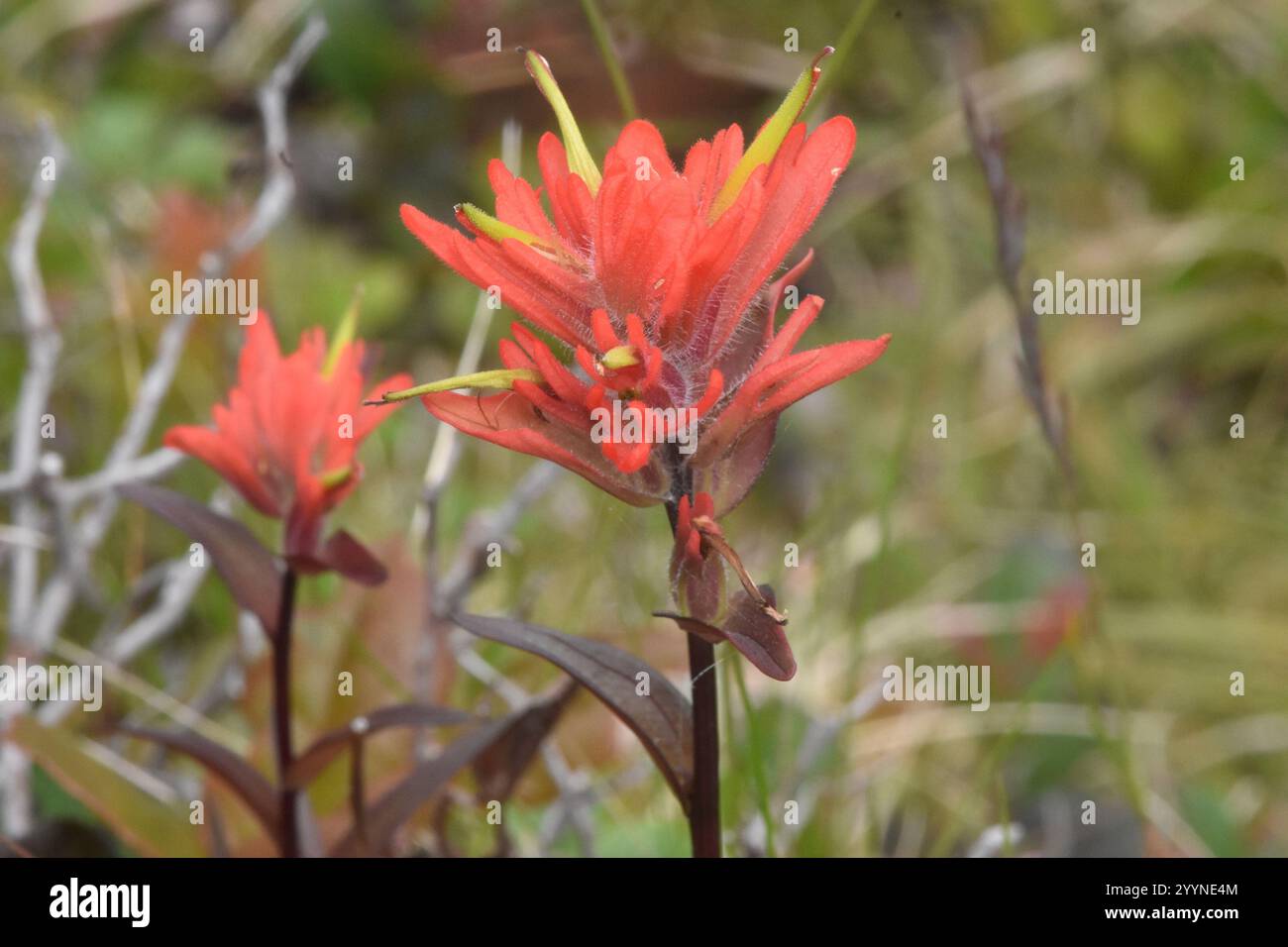 giant red Indian paintbrush (Castilleja miniata Stock Photo - Alamy