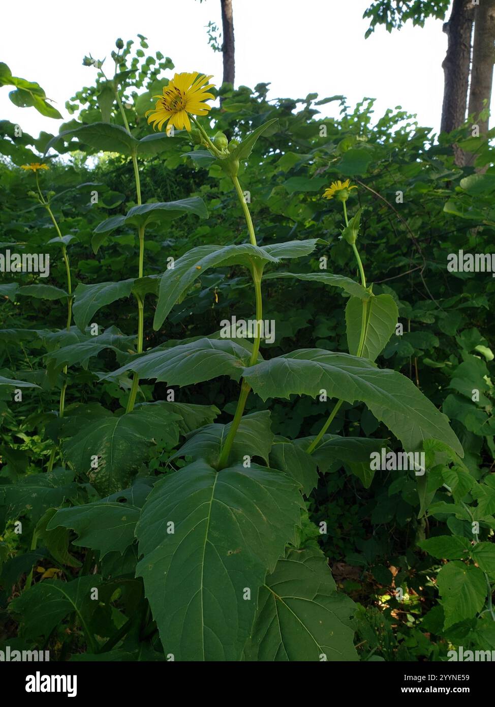 cup plant (Silphium perfoliatum Stock Photo - Alamy