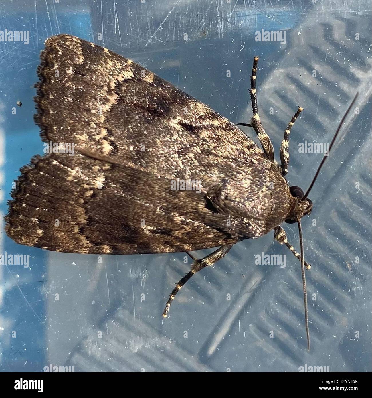 Eurasian Copper Underwing (Amphipyra pyramidea Stock Photo - Alamy