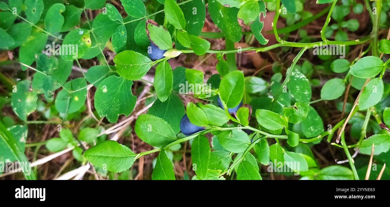 common bilberry (Vaccinium myrtillus Stock Photo - Alamy