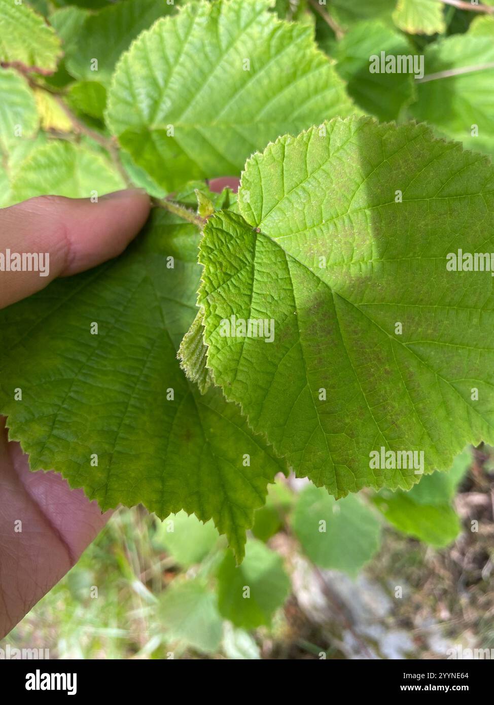 common hazel (Corylus avellana Stock Photo - Alamy