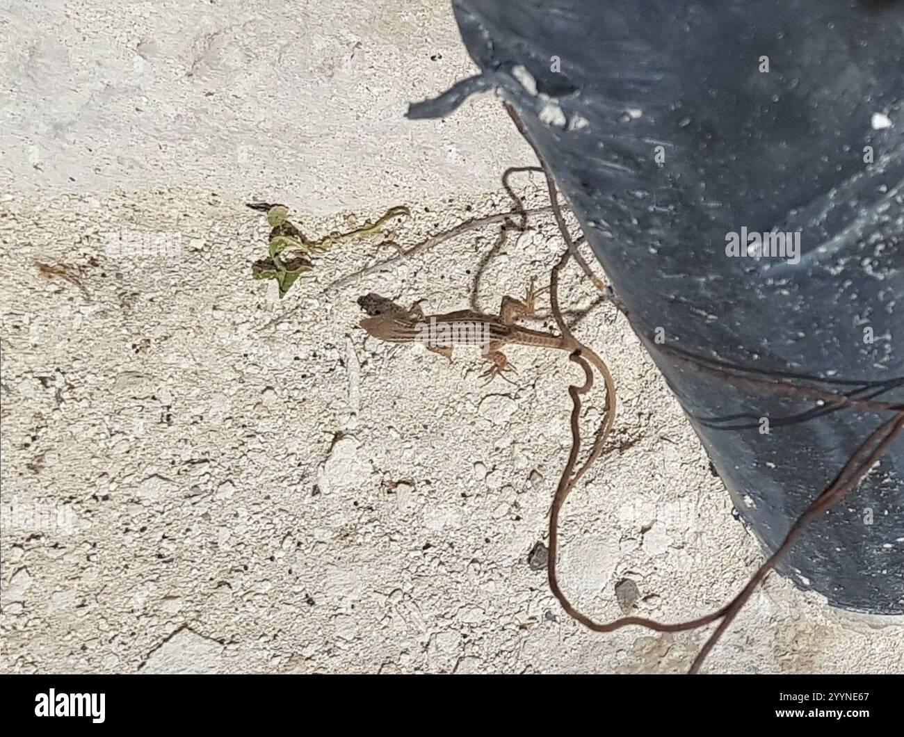Italian Wall Lizard (Podarcis siculus Stock Photo - Alamy