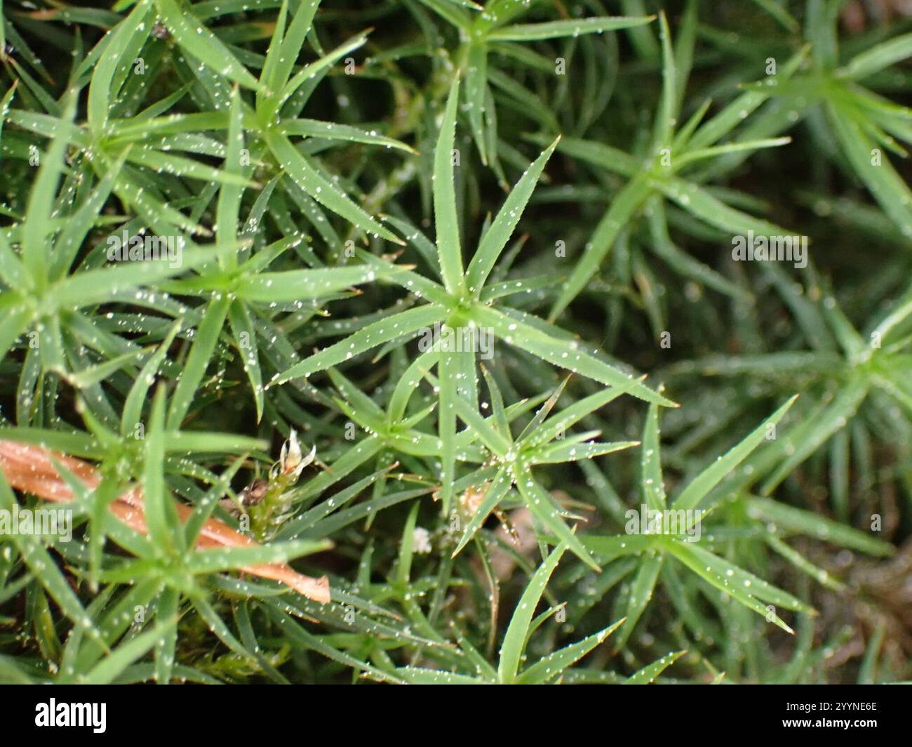 Alpine Haircap Moss (Polytrichastrum alpinum Stock Photo - Alamy