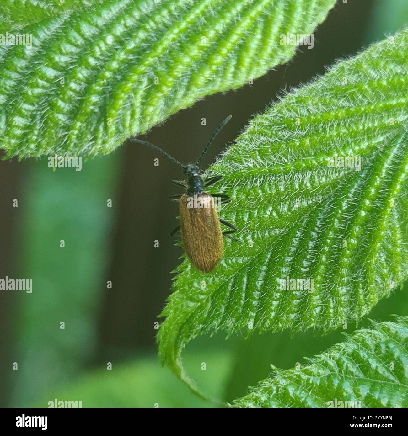 Rough-haired Lagria Beetle (Lagria hirta Stock Photo - Alamy