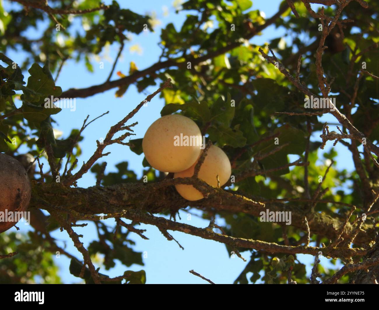 California Gall Wasp (Andricus quercuscalifornicus Stock Photo - Alamy