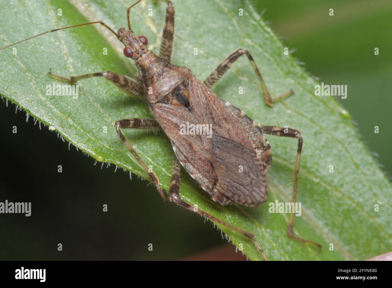 Tree Damsel Bug (Himacerus apterus Stock Photo - Alamy