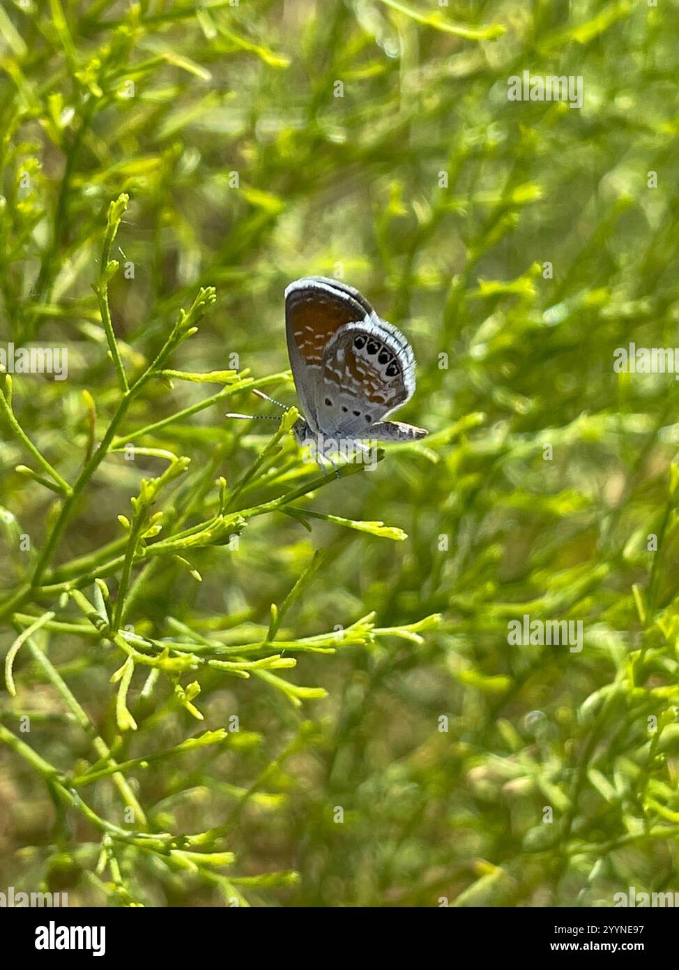 Western Pygmy-Blue (Brephidium exilis Stock Photo - Alamy
