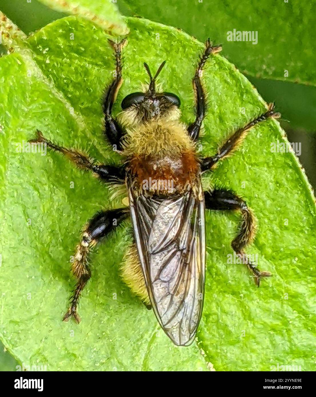 Bee-mimic Robber Flies (Laphria Stock Photo - Alamy