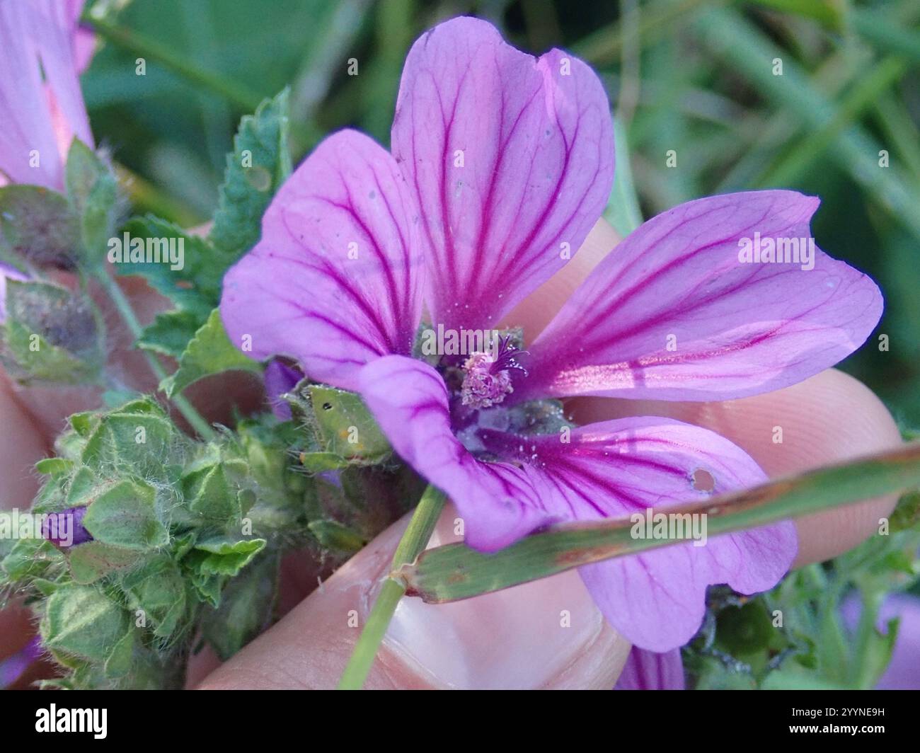 Common Mallow (Malva sylvestris Stock Photo - Alamy