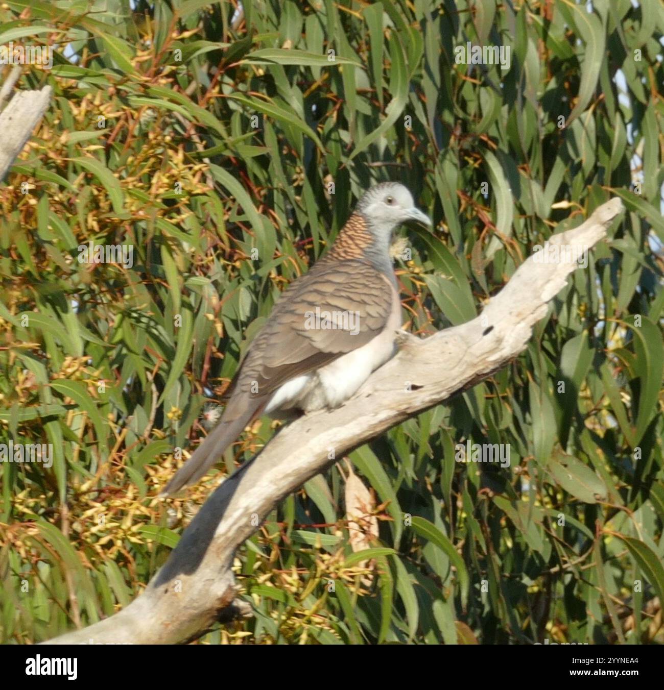 Bar-shouldered Dove (Geopelia humeralis Stock Photo - Alamy