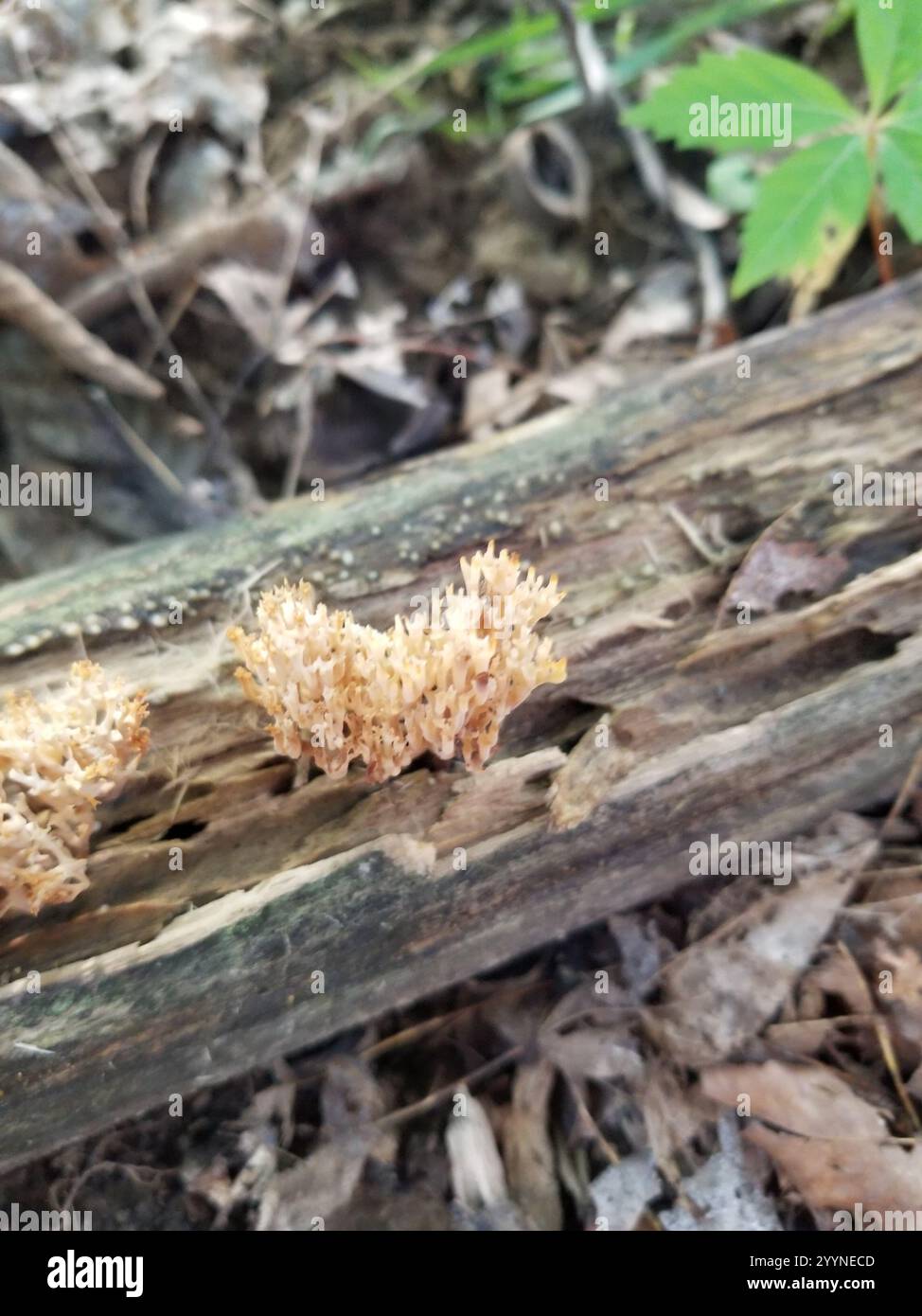 crown-tipped coral fungus (Artomyces pyxidatus Stock Photo - Alamy