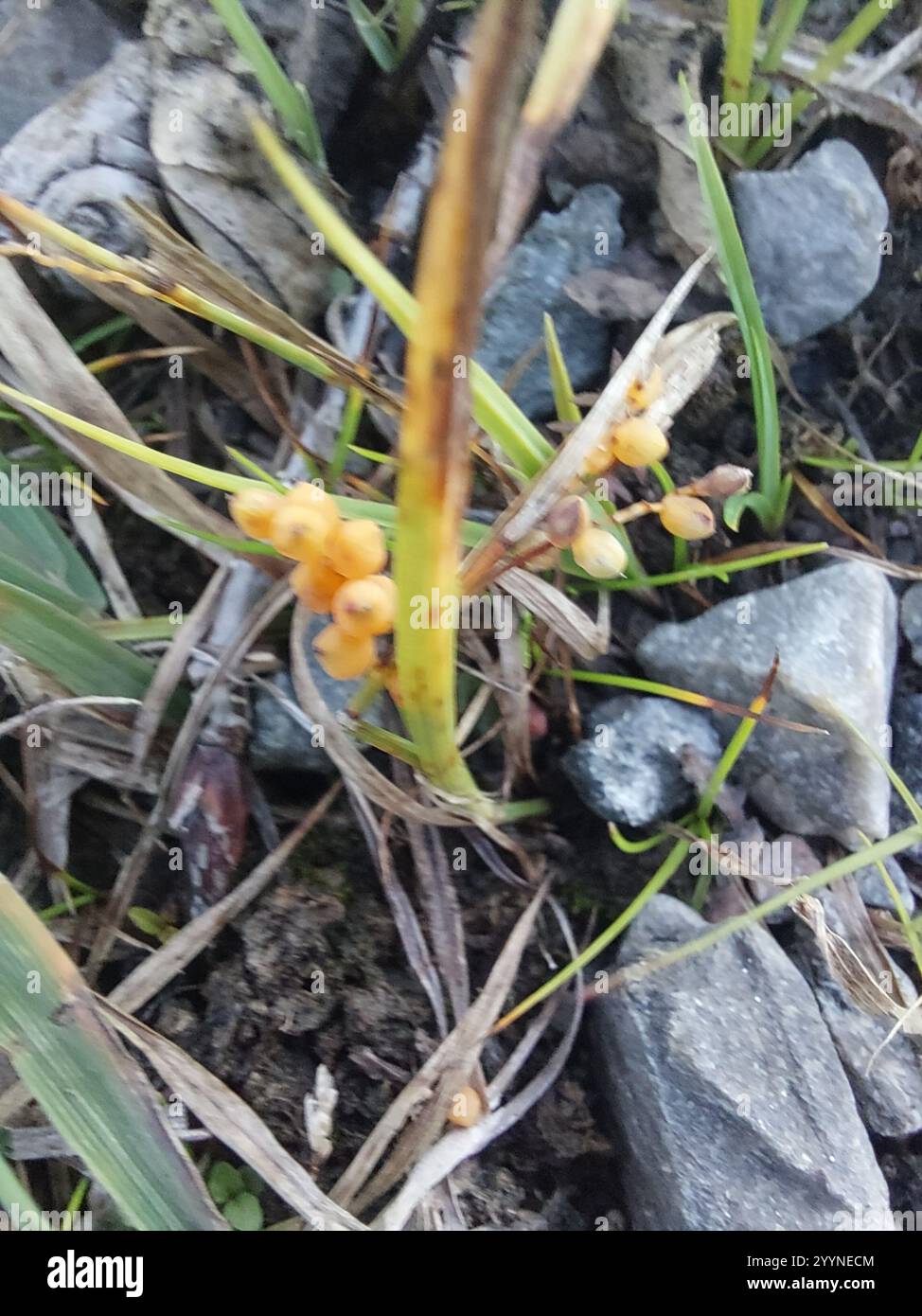 golden sedge (Carex aurea Stock Photo - Alamy