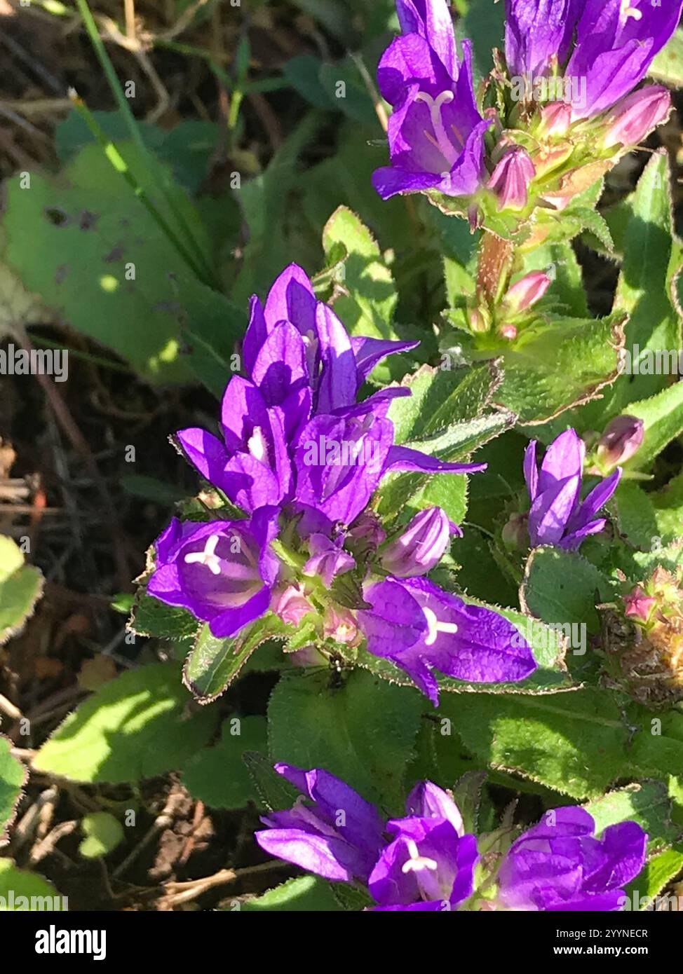 clustered bellflower (Campanula glomerata Stock Photo - Alamy