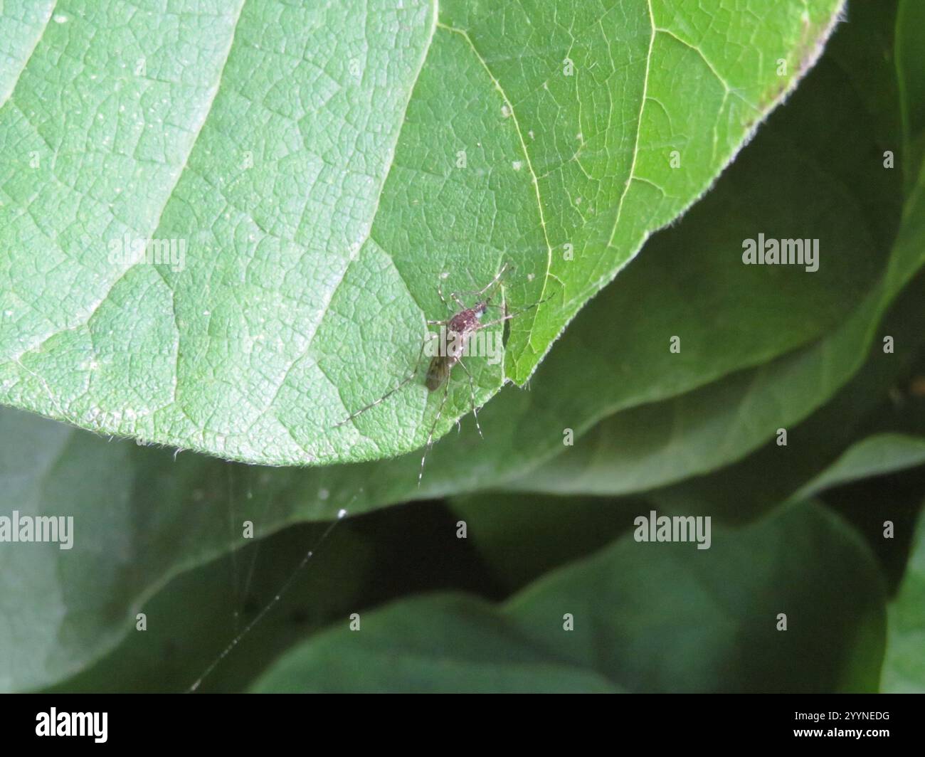 Banded house mosquito (Culiseta annulata Stock Photo - Alamy