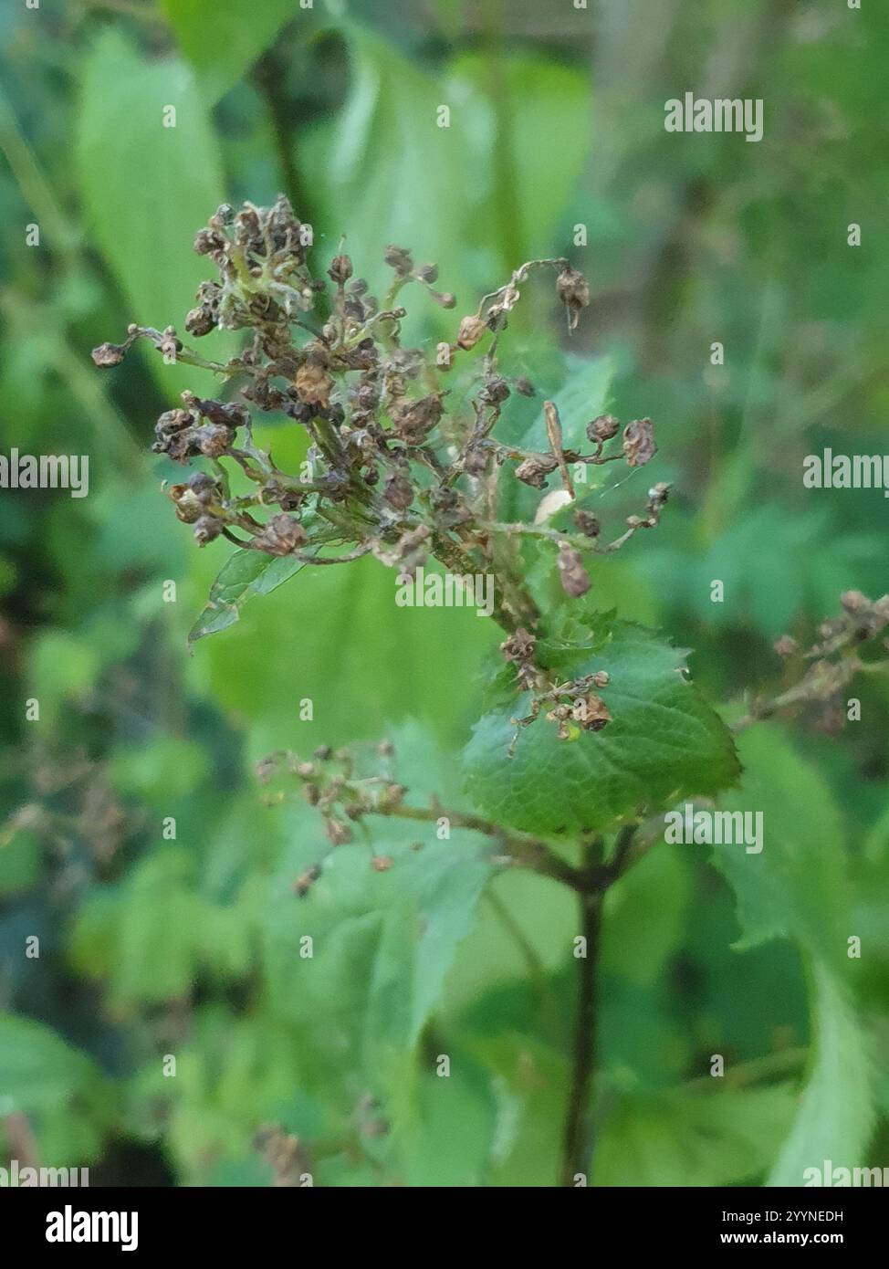 Common Figwort (Scrophularia nodosa Stock Photo - Alamy