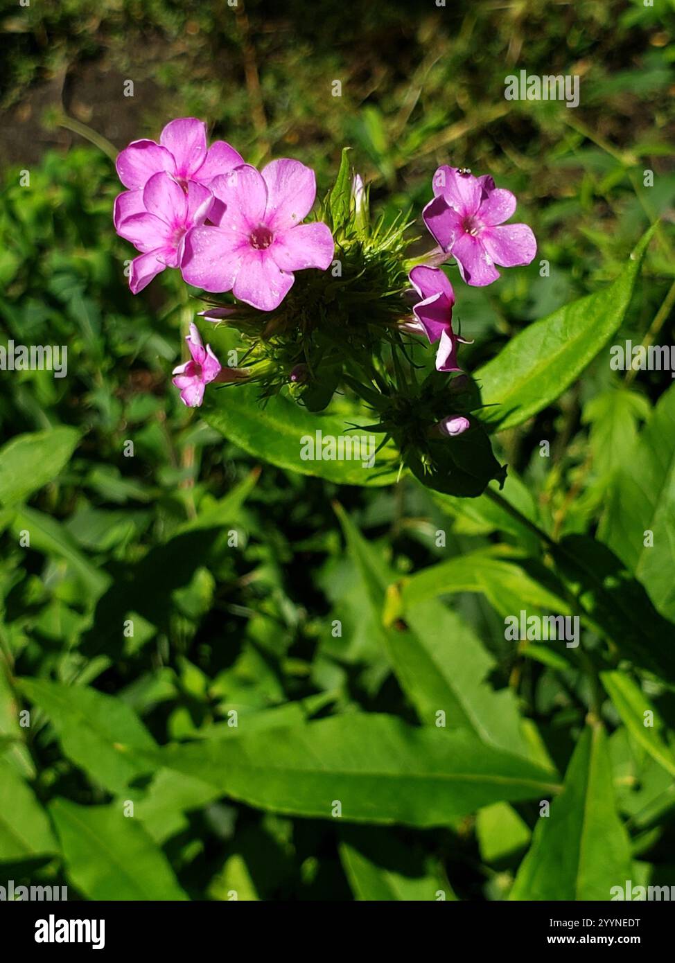 fall phlox (Phlox paniculata Stock Photo - Alamy