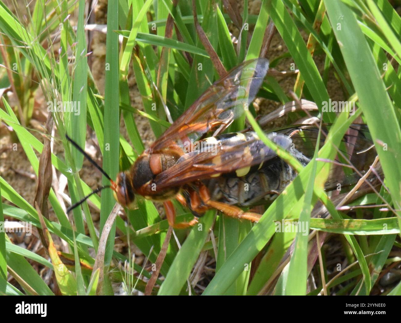 Eastern Cicada-killer Wasp (Sphecius speciosus Stock Photo - Alamy