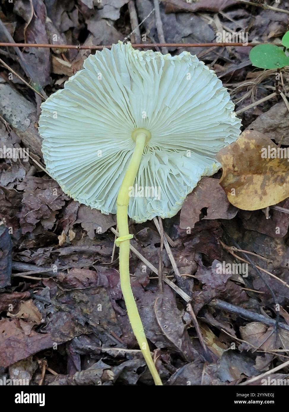 Fragile Dapperling (Leucocoprinus fragilissimus Stock Photo - Alamy