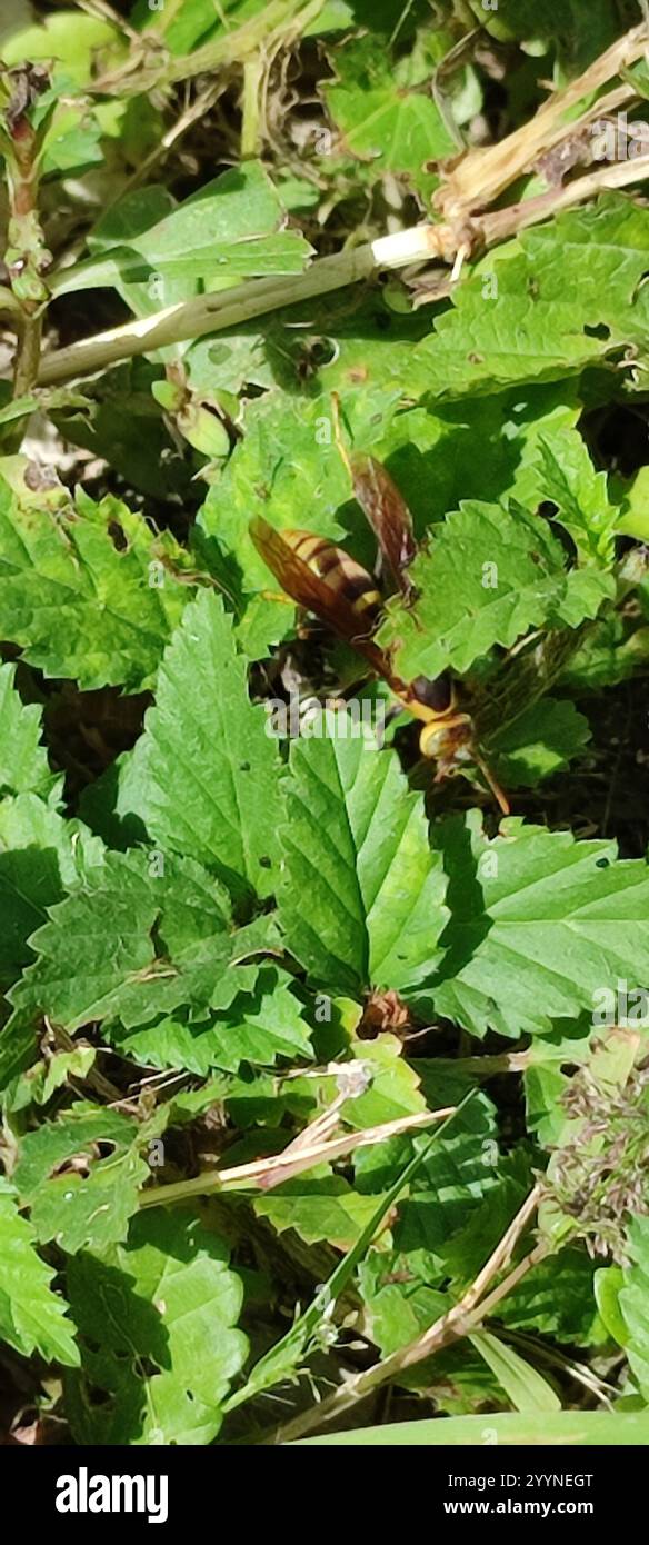 Horse Paper Wasp (Polistes major Stock Photo - Alamy