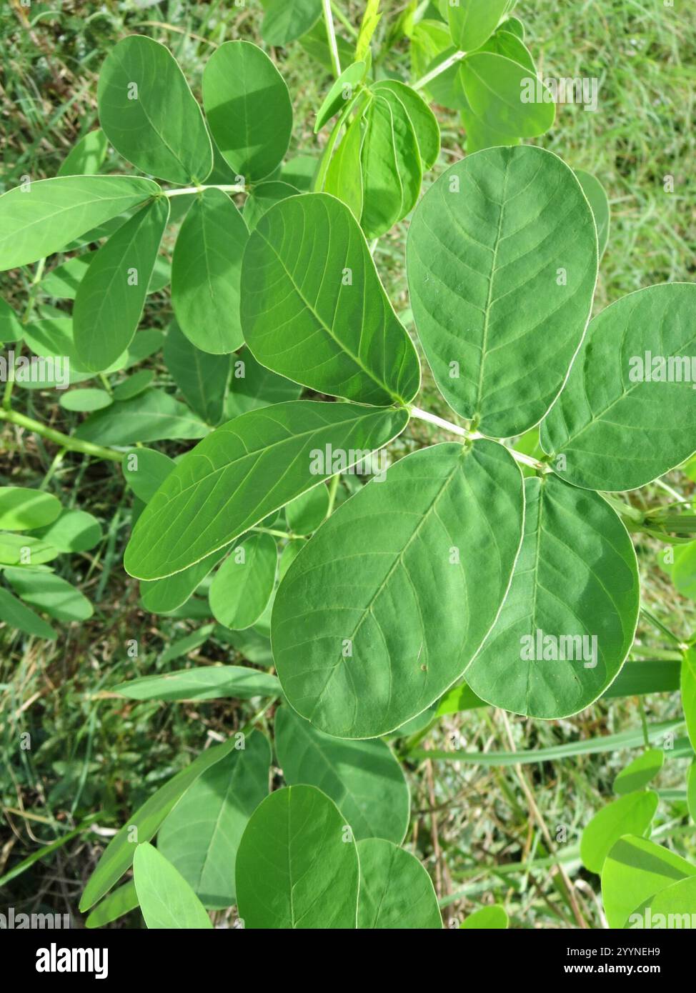American Sicklepod (Senna obtusifolia Stock Photo - Alamy