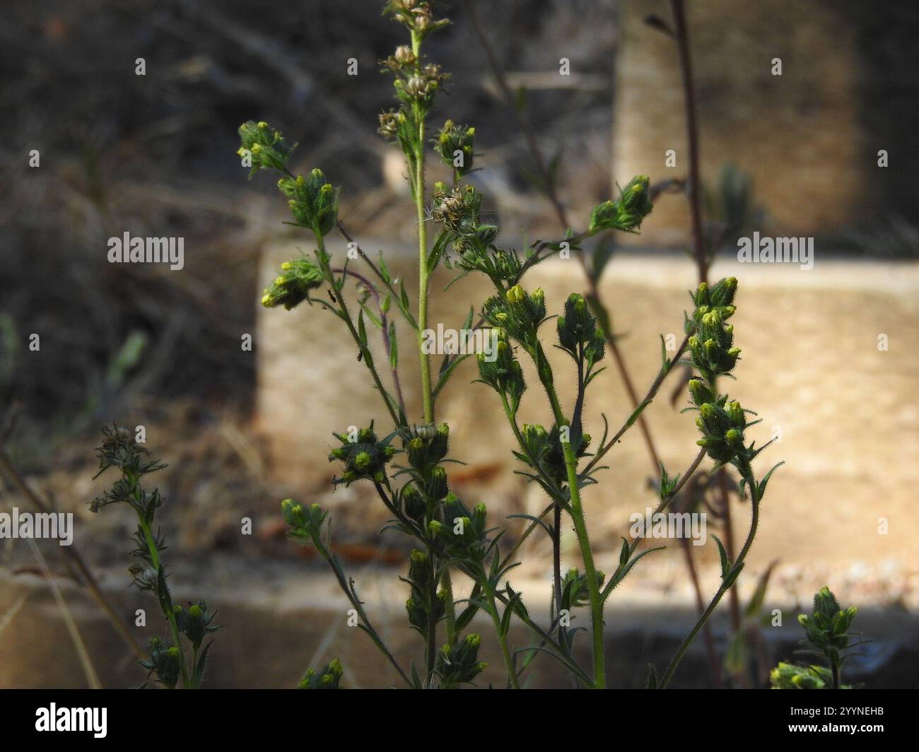 Madia sativa hi-res stock photography and images - Alamy