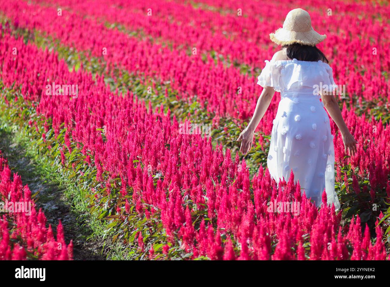 Back of a beautiful young woman walking along the path in the flower ...