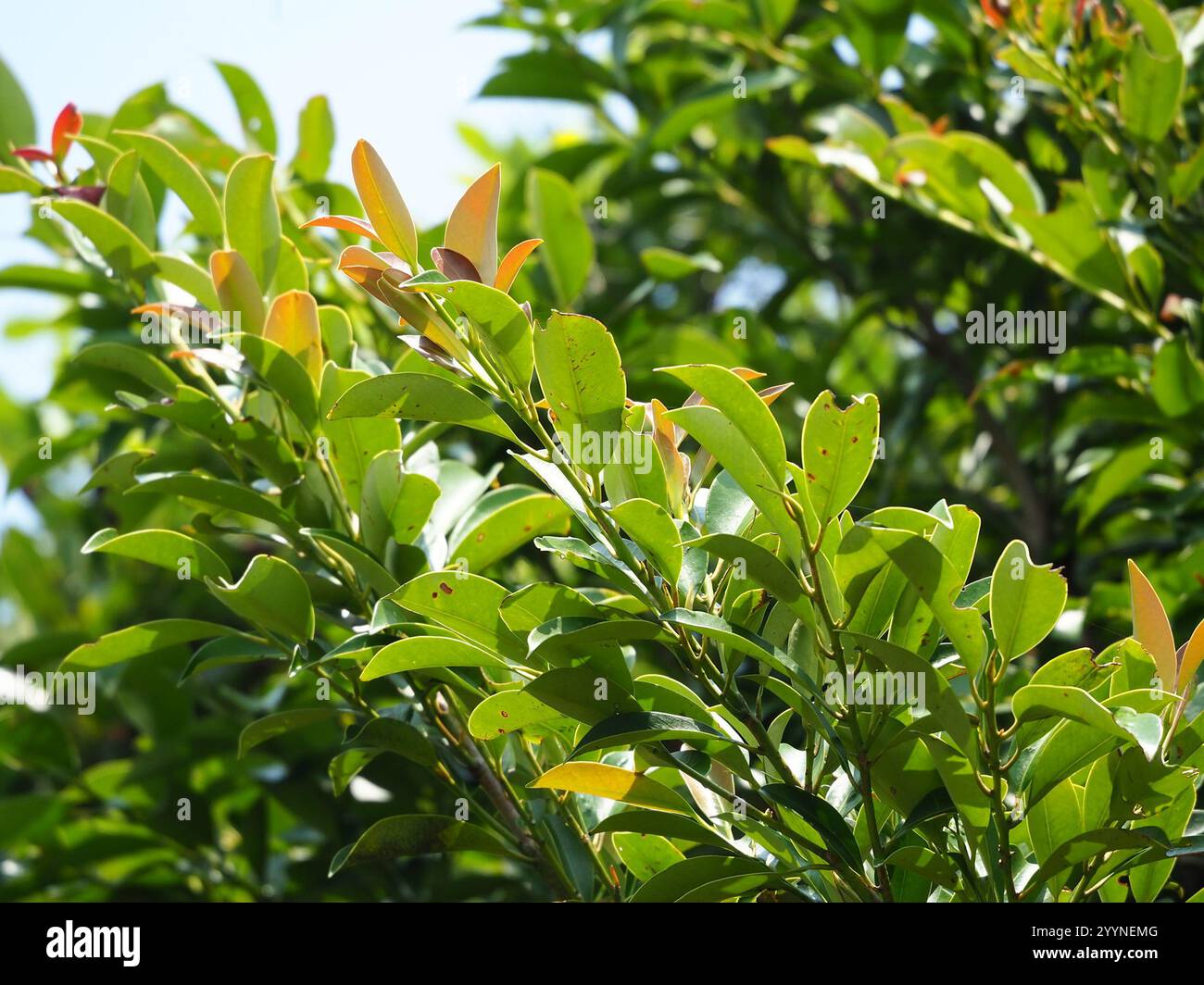 (Cleyera japonica morii Stock Photo - Alamy