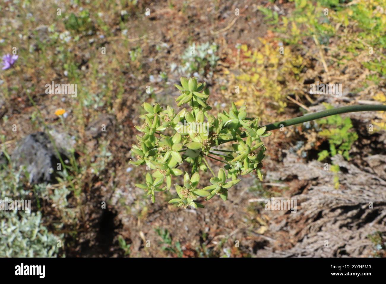 Fernleaf Biscuitroot (Lomatium dissectum Stock Photo - Alamy