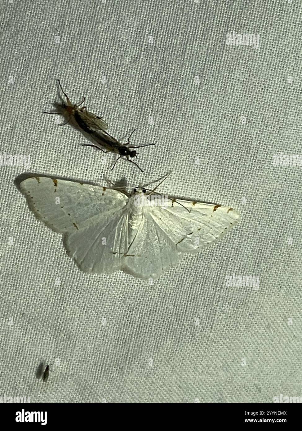 Lesser Maple Spanworm Moth (Macaria pustularia Stock Photo - Alamy