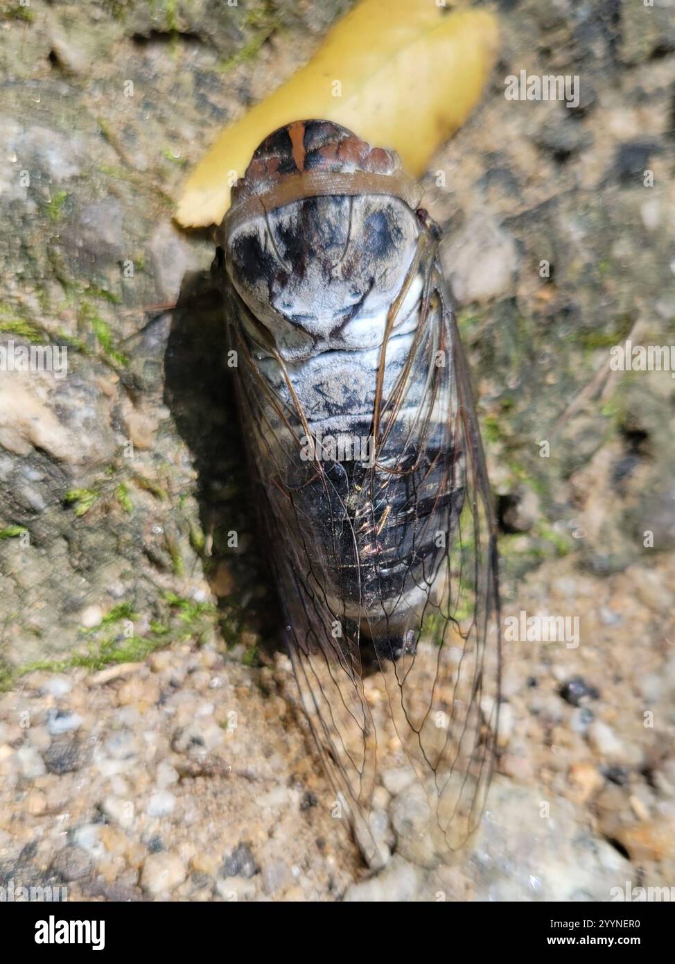 Northern Dusk-singing Cicada (Megatibicen grossa Stock Photo - Alamy