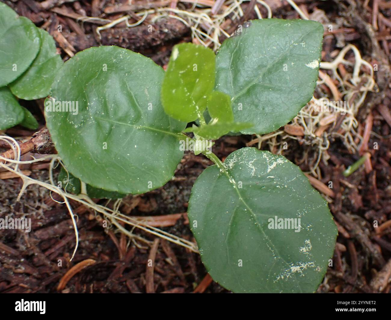 one-sided wintergreen (Orthilia secunda Stock Photo - Alamy