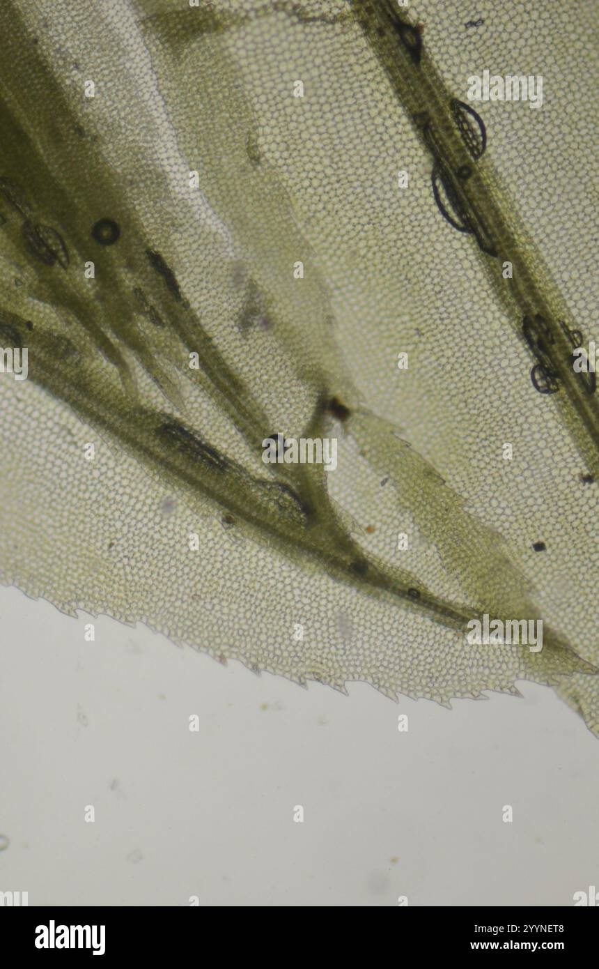 Large Hair Moss (Oligotrichum parallelum Stock Photo - Alamy