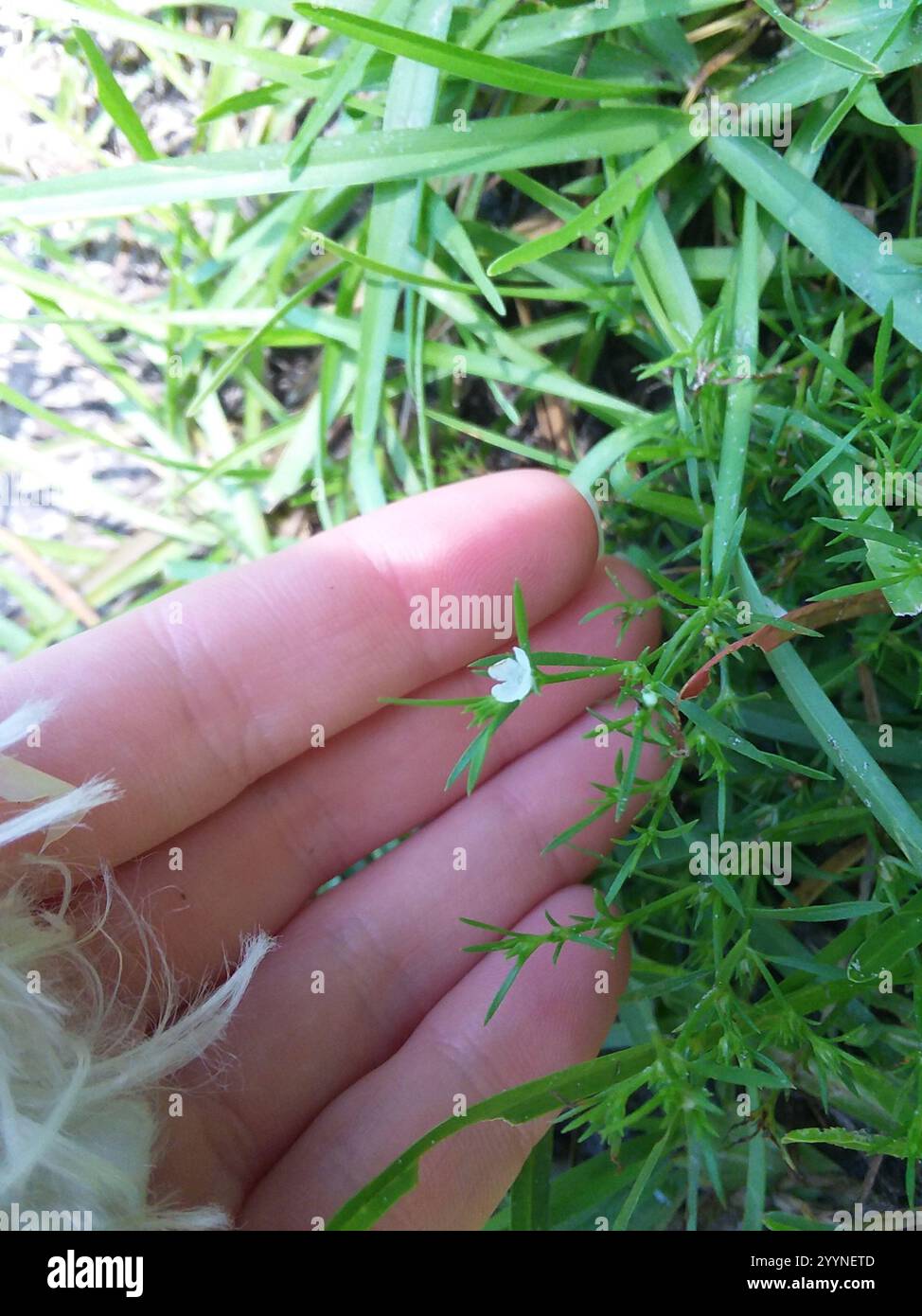 Rust Weed (Polypremum procumbens Stock Photo - Alamy