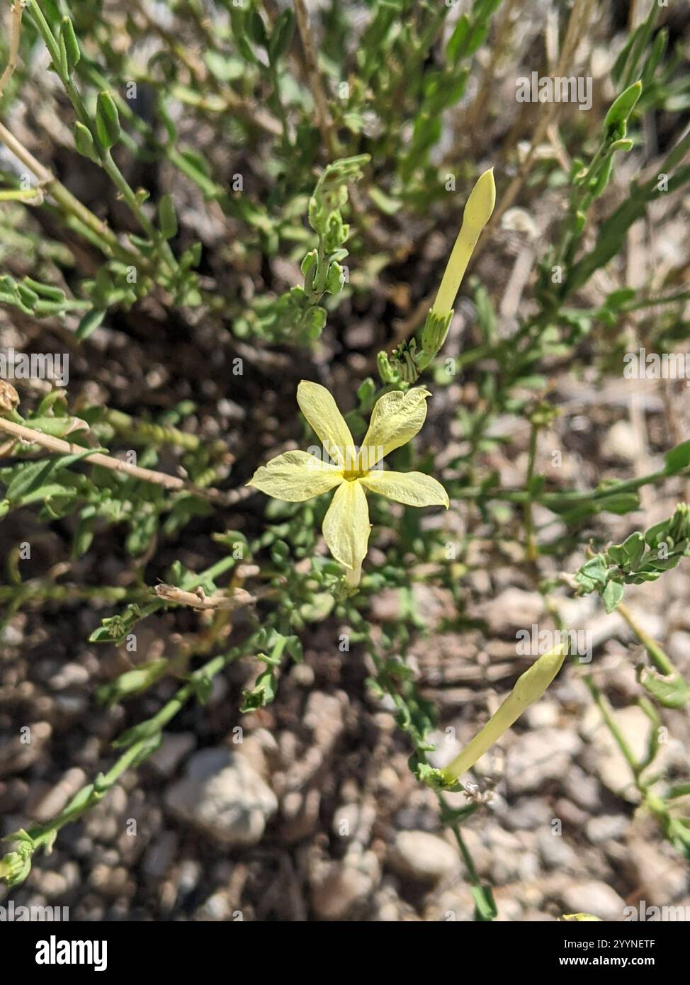 Showy Menodora (Menodora longiflora Stock Photo - Alamy