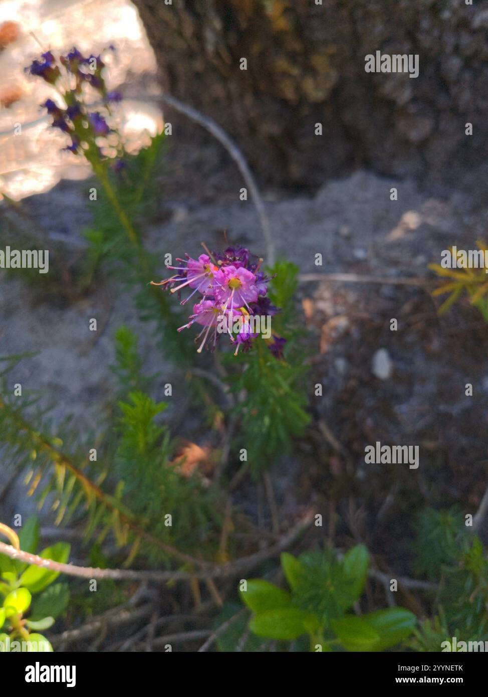 Purple Mountain-heath (Phyllodoce breweri Stock Photo - Alamy