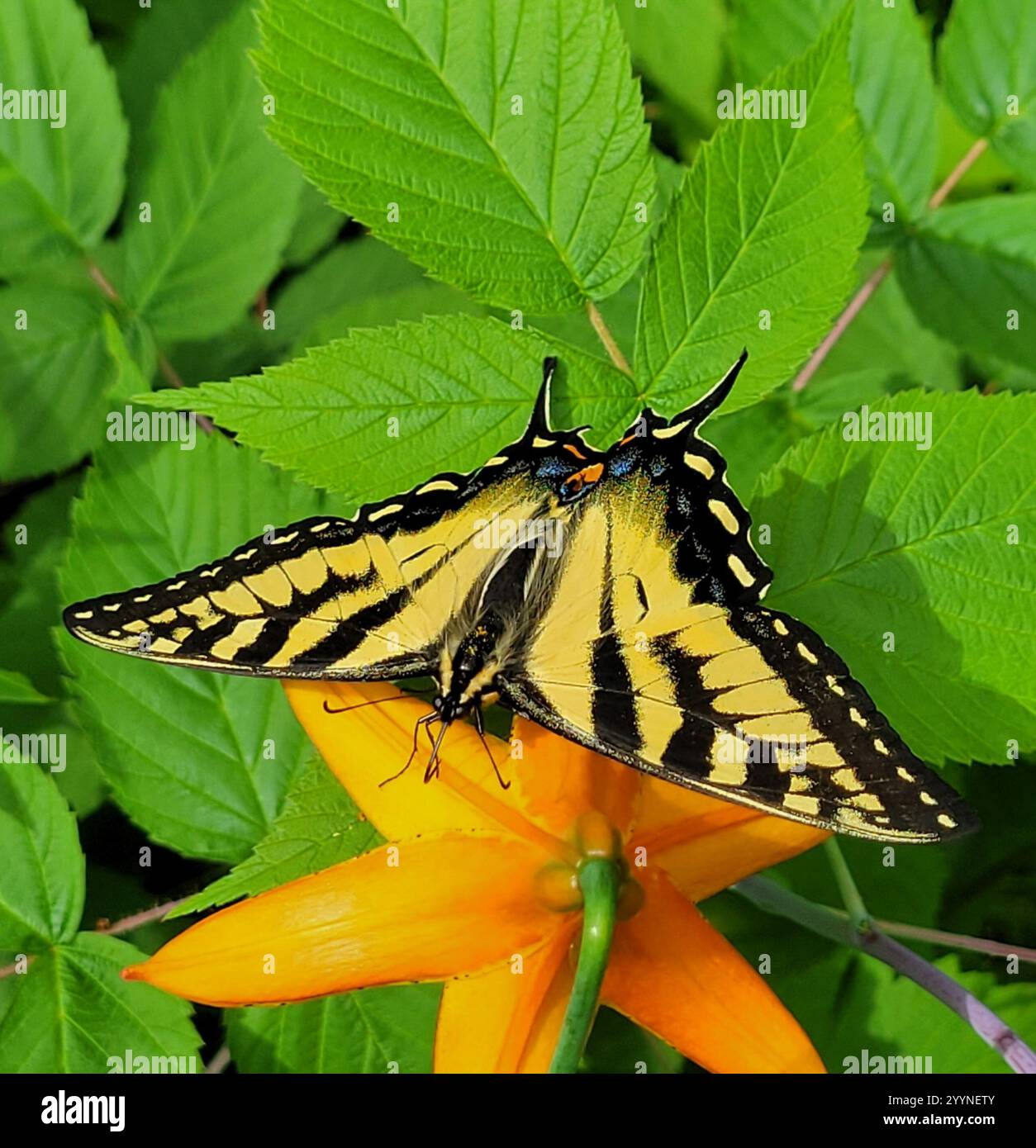 Canadian Tiger Swallowtail (Papilio canadensis Stock Photo - Alamy