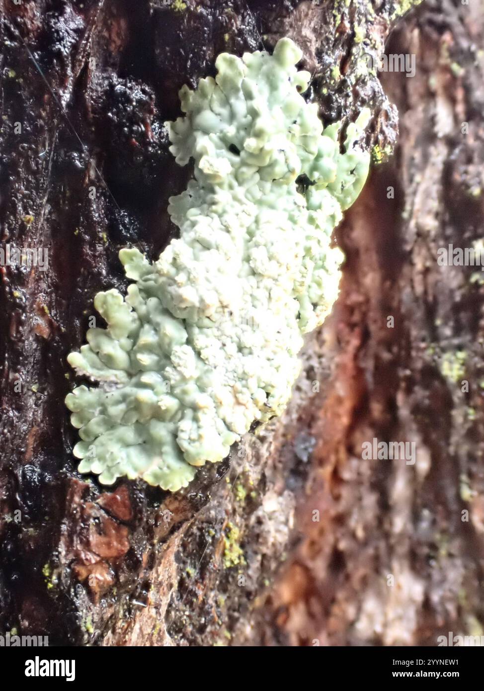 common lichens (Lecanoromycetes Stock Photo - Alamy