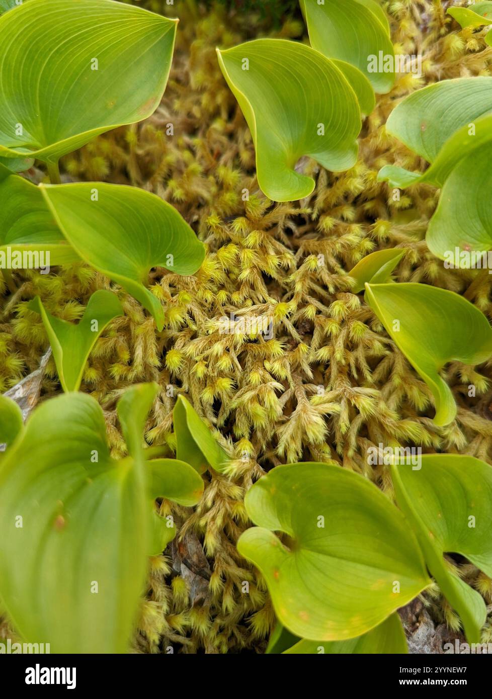 rough goose neck moss (Hylocomiadelphus triquetrus Stock Photo - Alamy