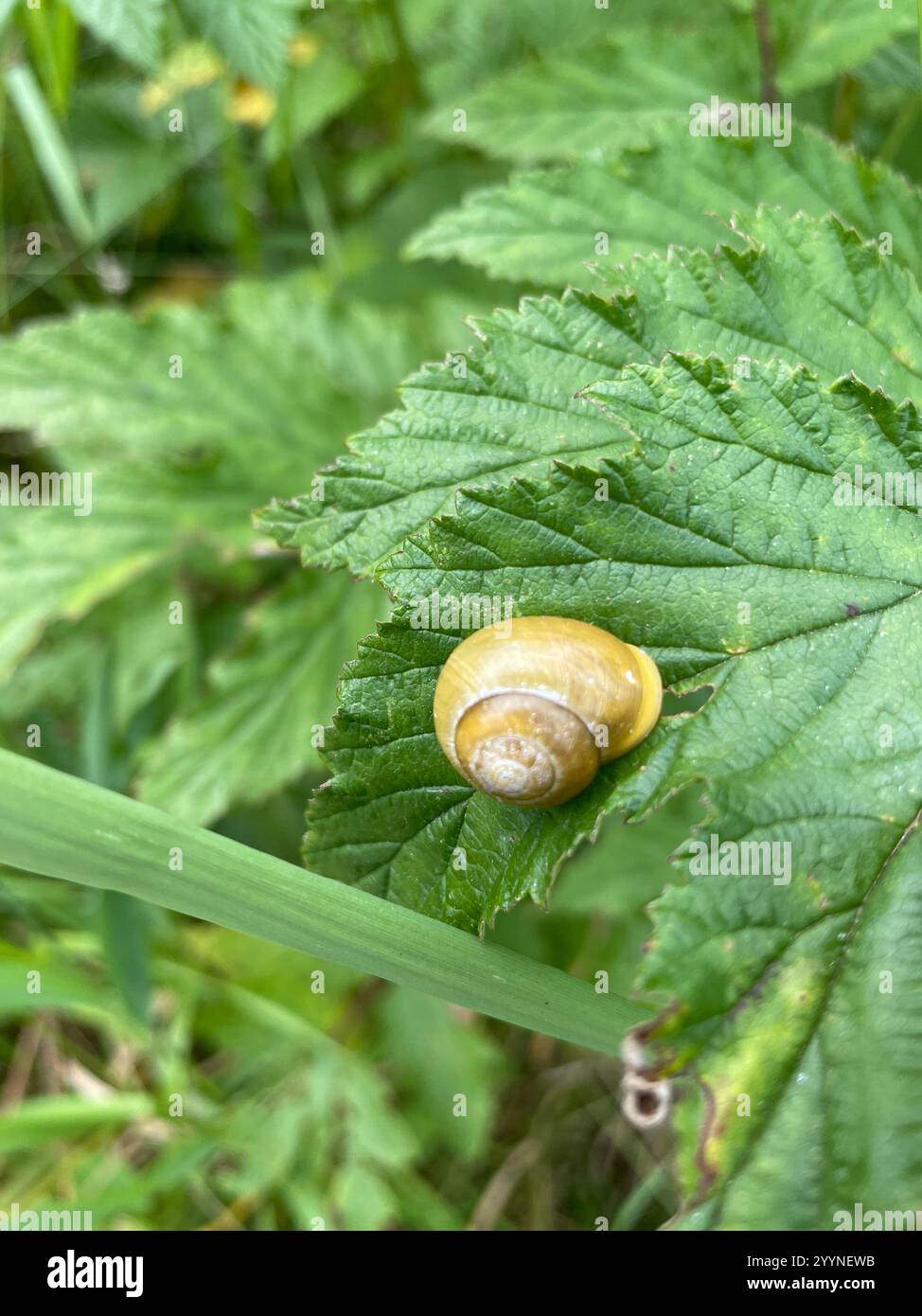 White-lipped Snail (Cepaea hortensis Stock Photo - Alamy