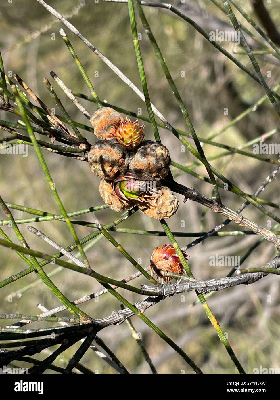 Sheoaks hi-res stock photography and images - Alamy