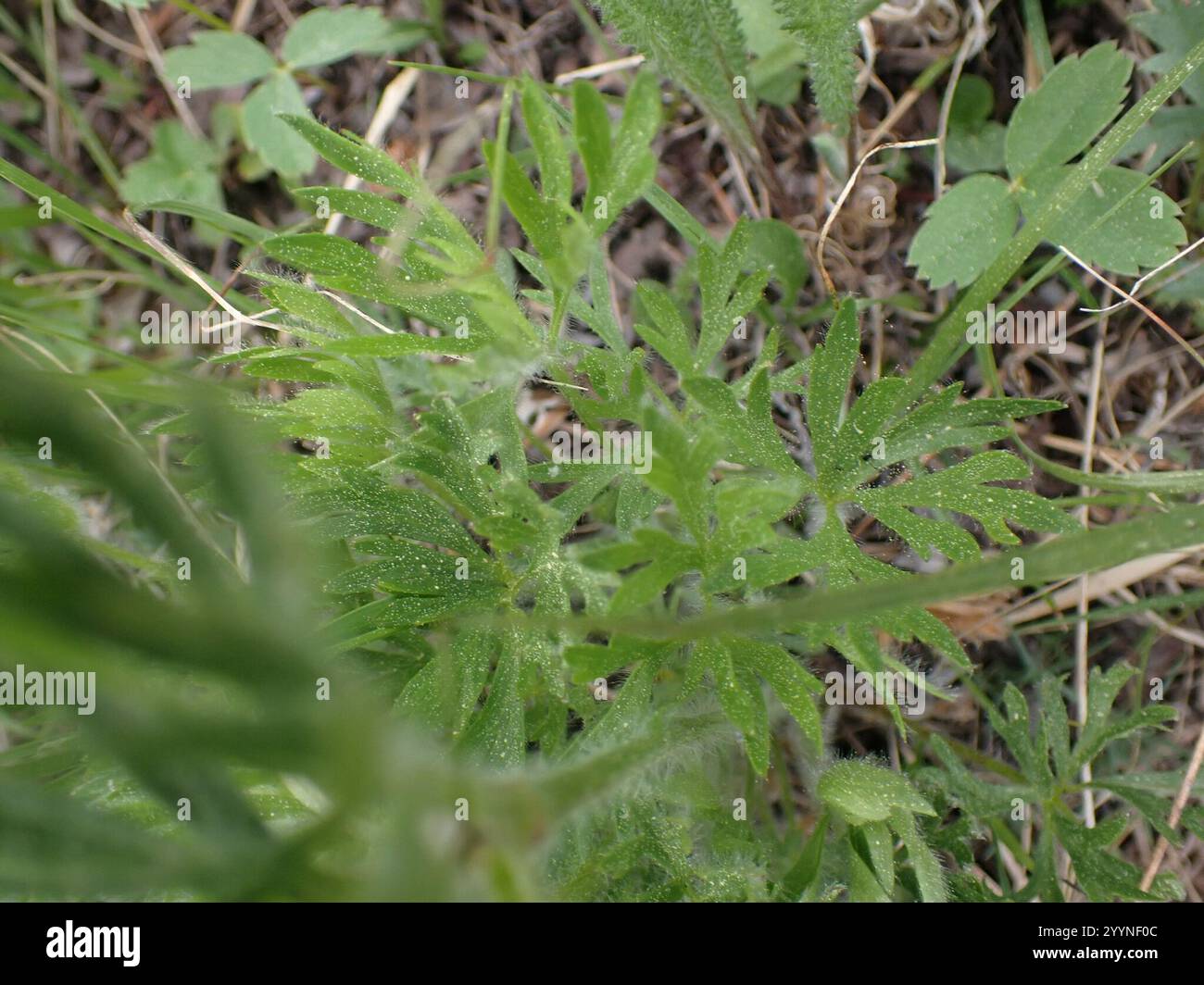 Cutleaf anemone anemone multifida hi-res stock photography and images ...