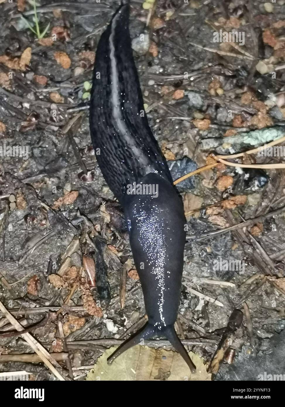 Ash-black Slug (Limax cinereoniger Stock Photo - Alamy