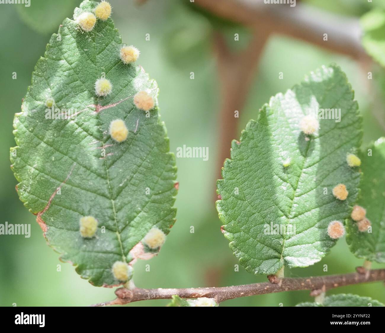 Gall and Rust Mites (Eriophyidae Stock Photo - Alamy