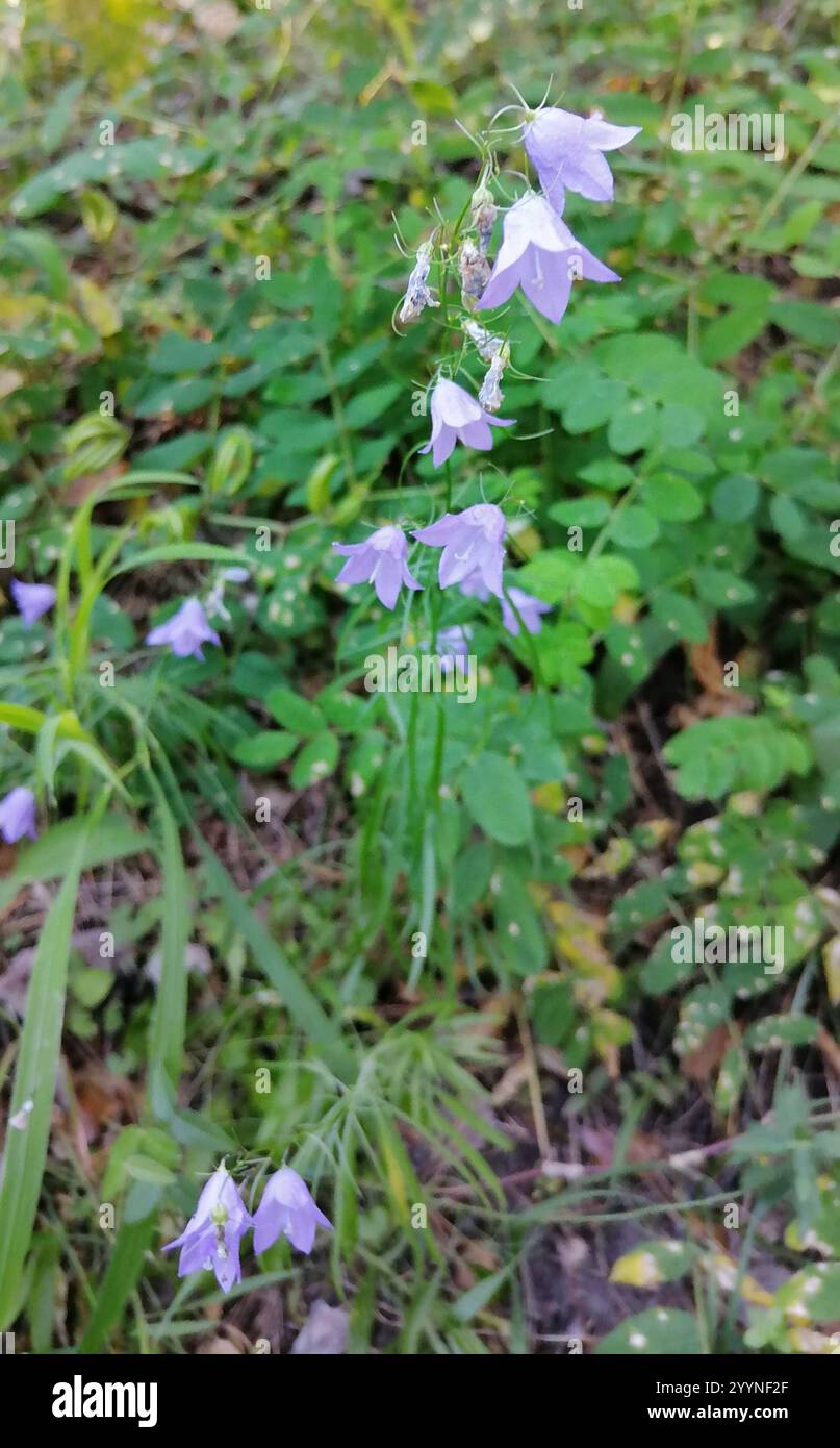 Common Harebell (Campanula rotundifolia Stock Photo - Alamy