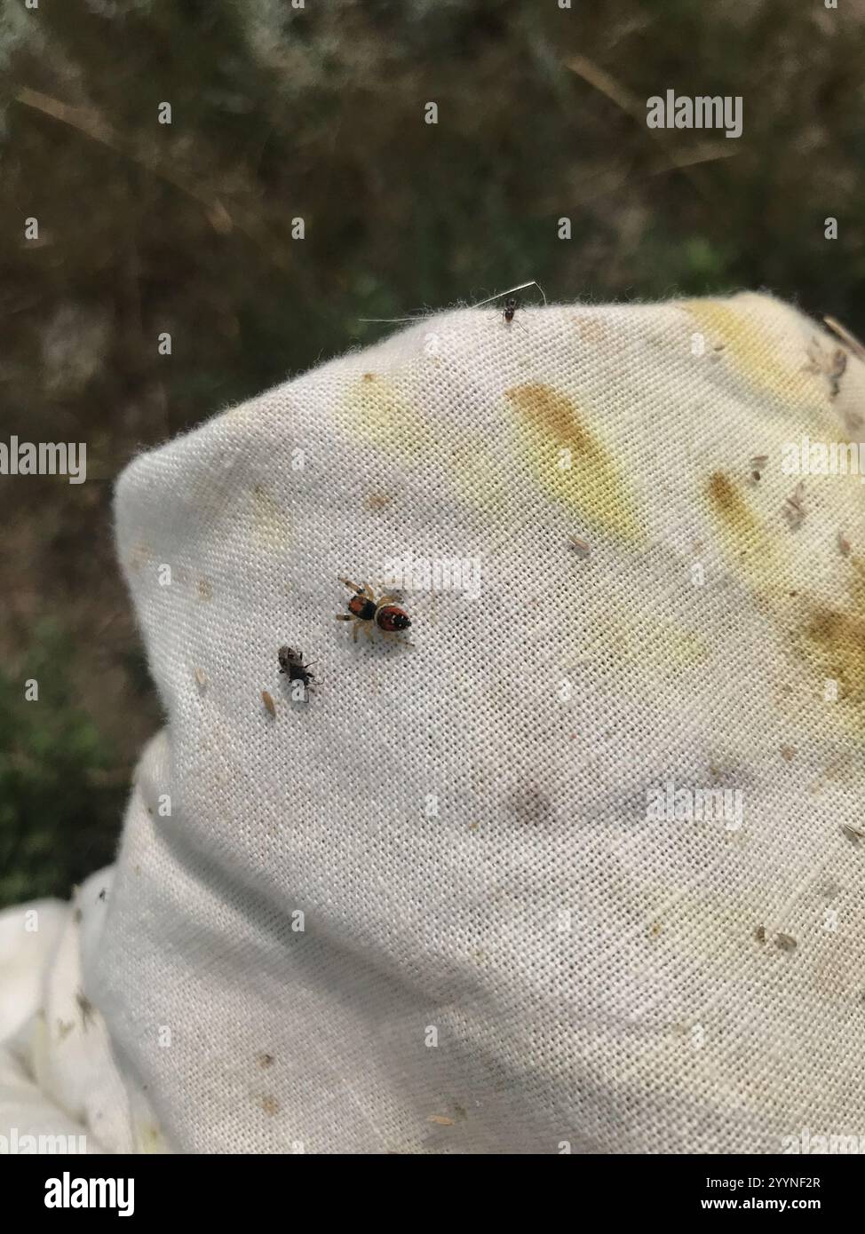 Apache Jumping Spider (Phidippus apacheanus Stock Photo - Alamy