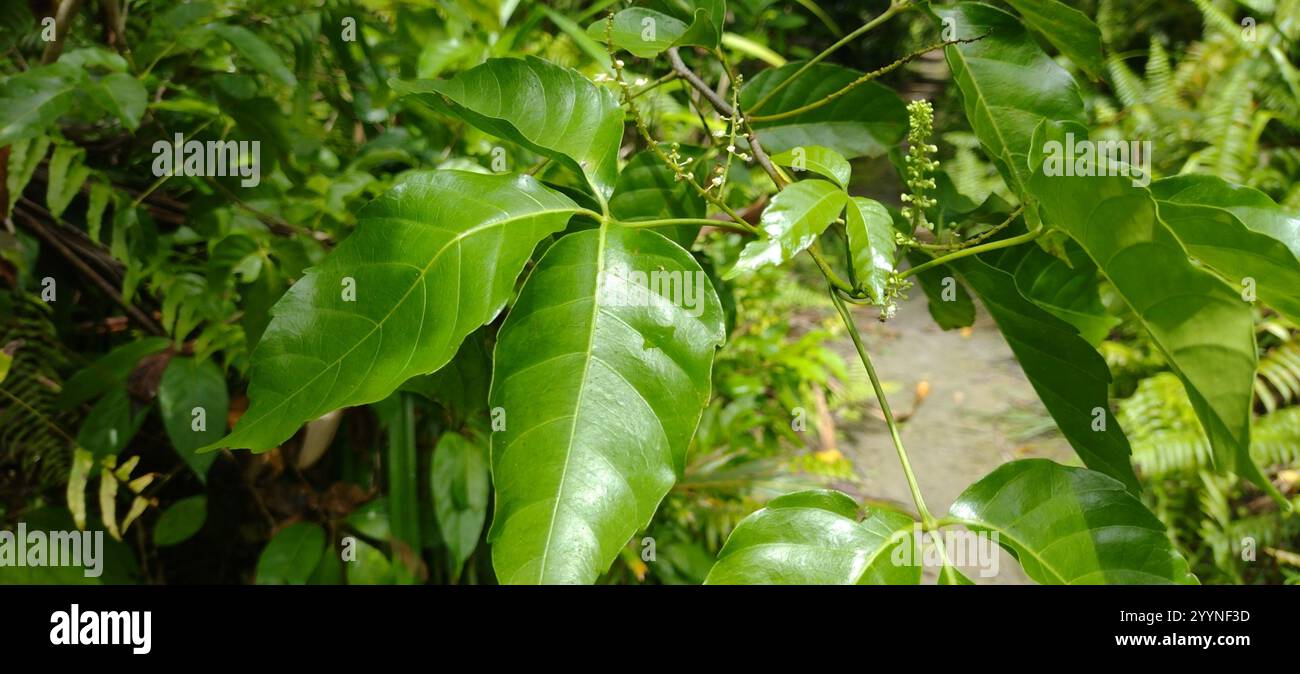 Allophylus hi-res stock photography and images - Alamy